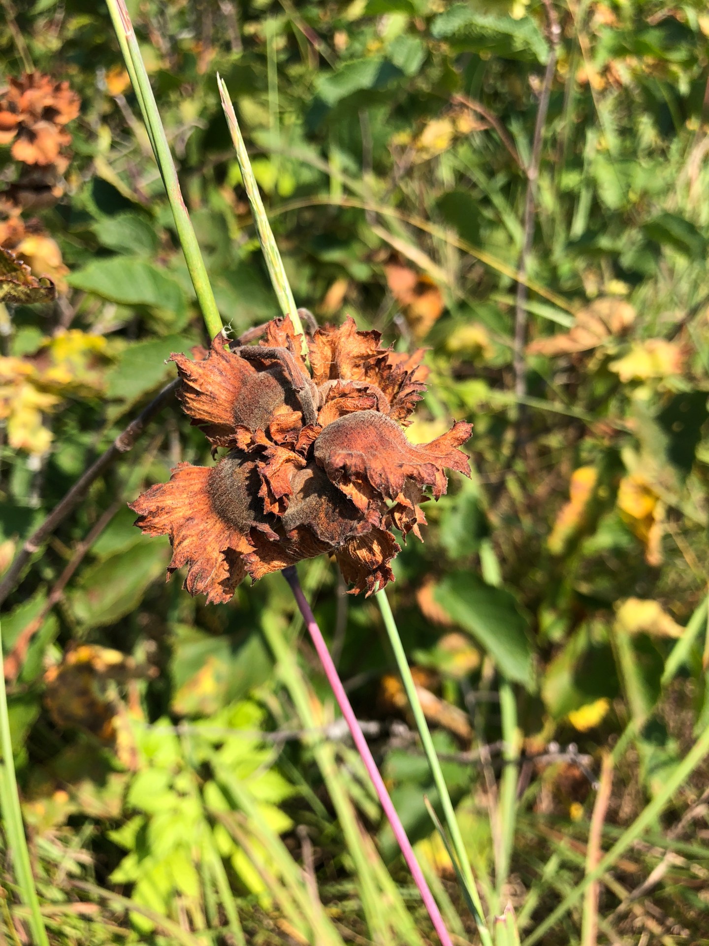 Harvesting Hazelnuts – The Wildwood Glen