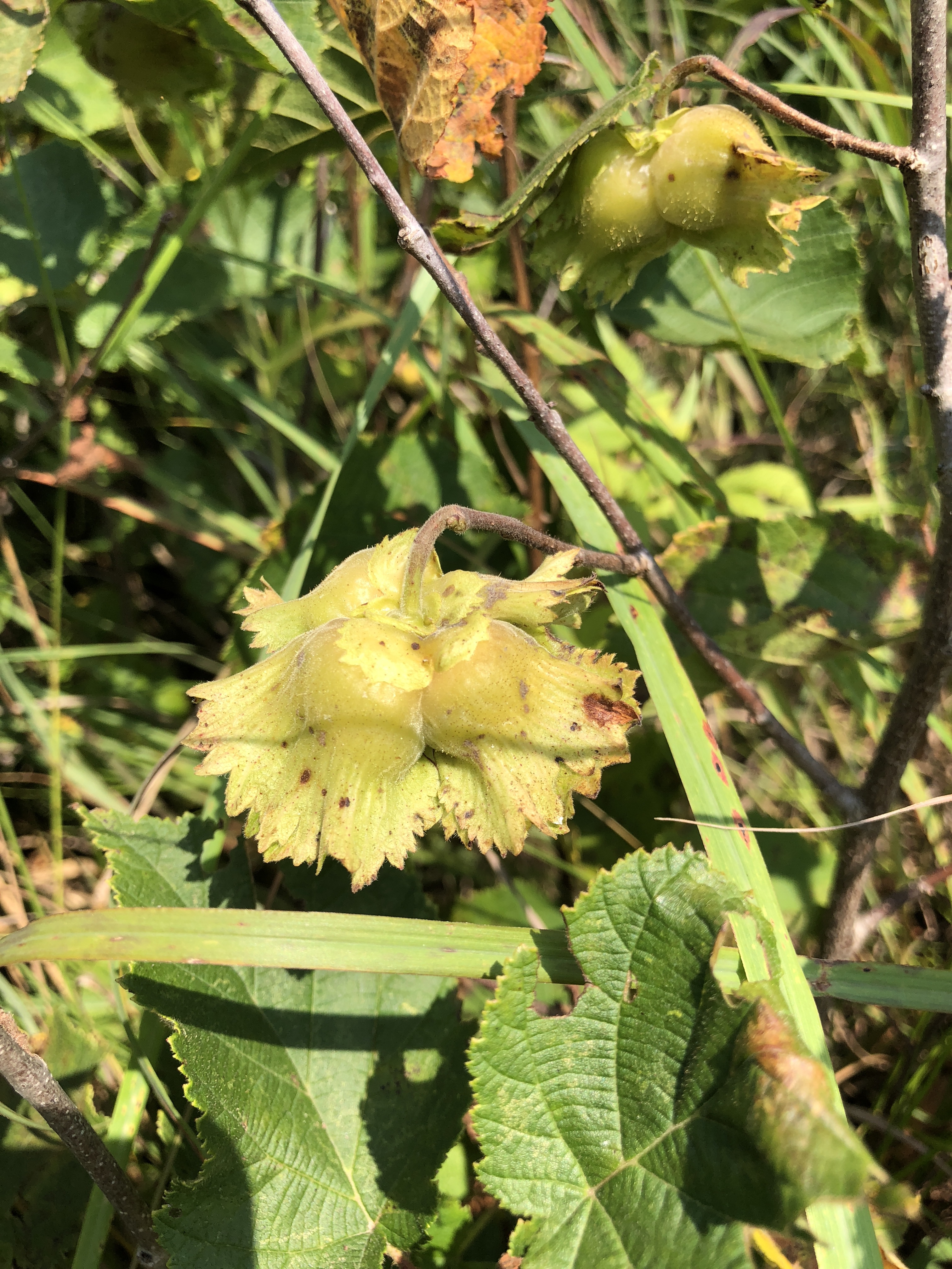 Harvesting Hazelnuts – The Wildwood Glen