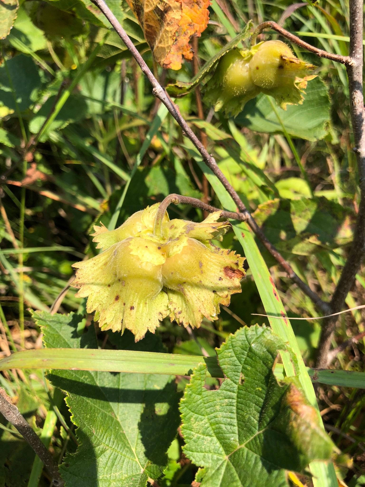Harvesting Hazelnuts – The Wildwood Glen