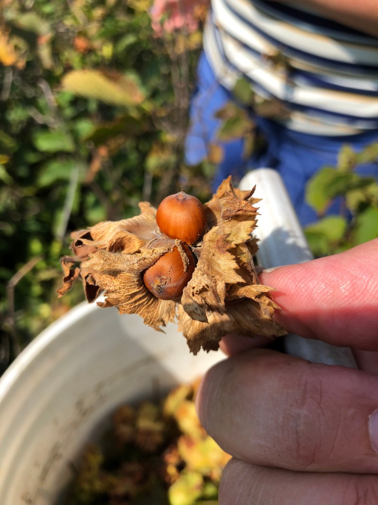 Harvesting Hazelnuts – The Wildwood Glen