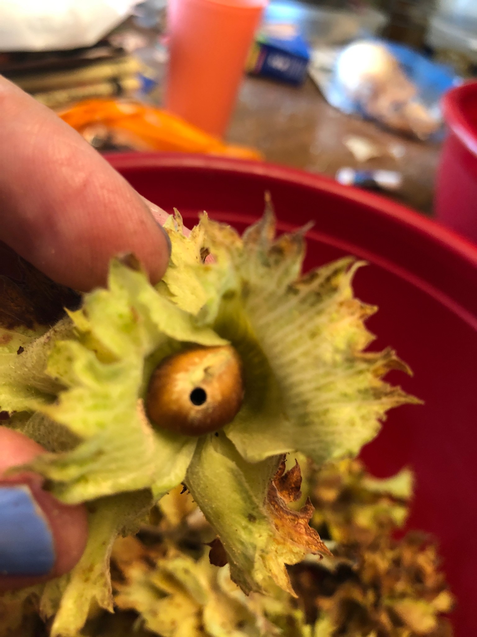 Harvesting Hazelnuts – The Wildwood Glen