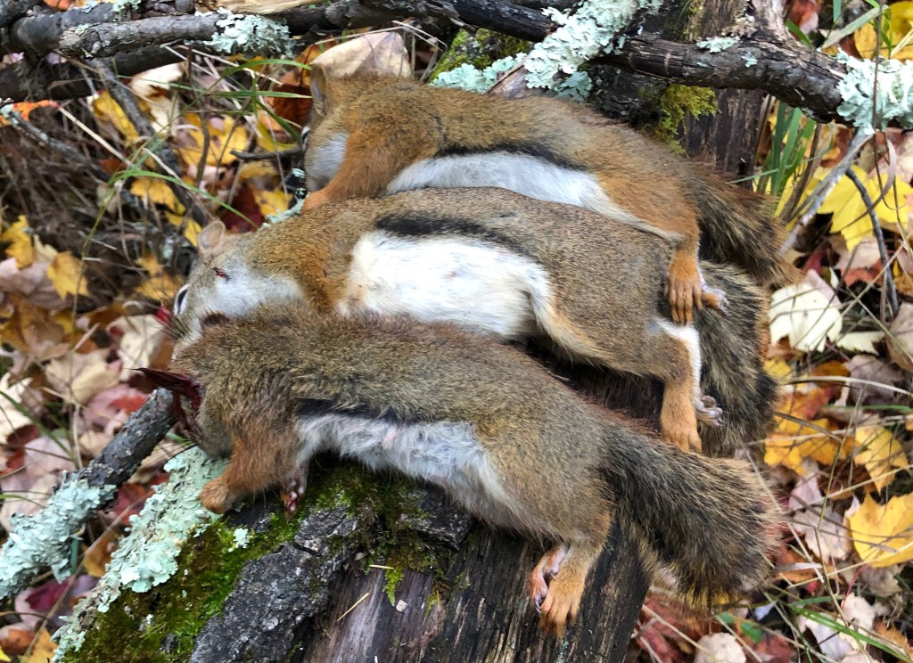 Squirrel Hunting – The Wildwood Glen
